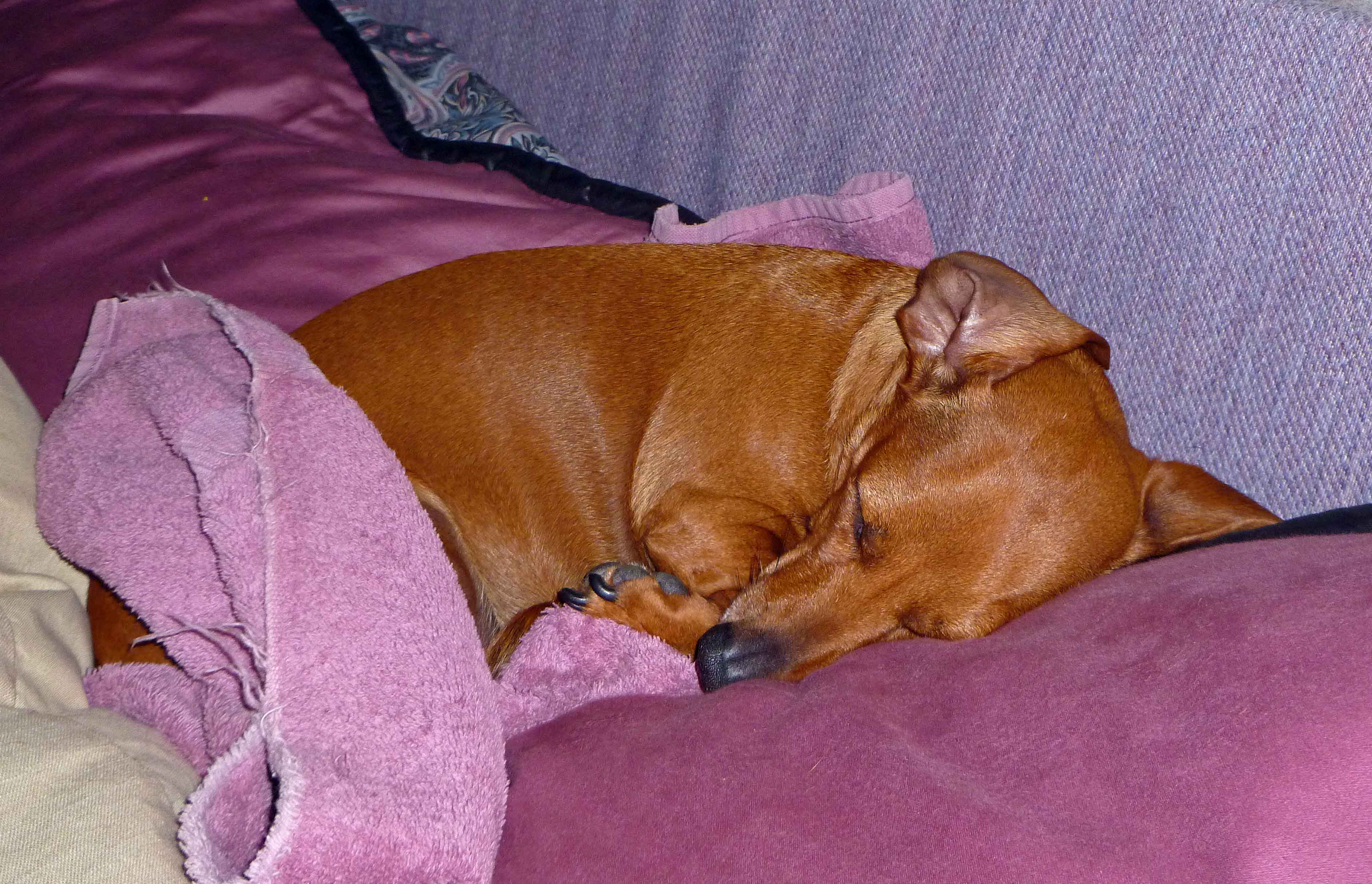 Dixie Sleeping - Centex Cooks
