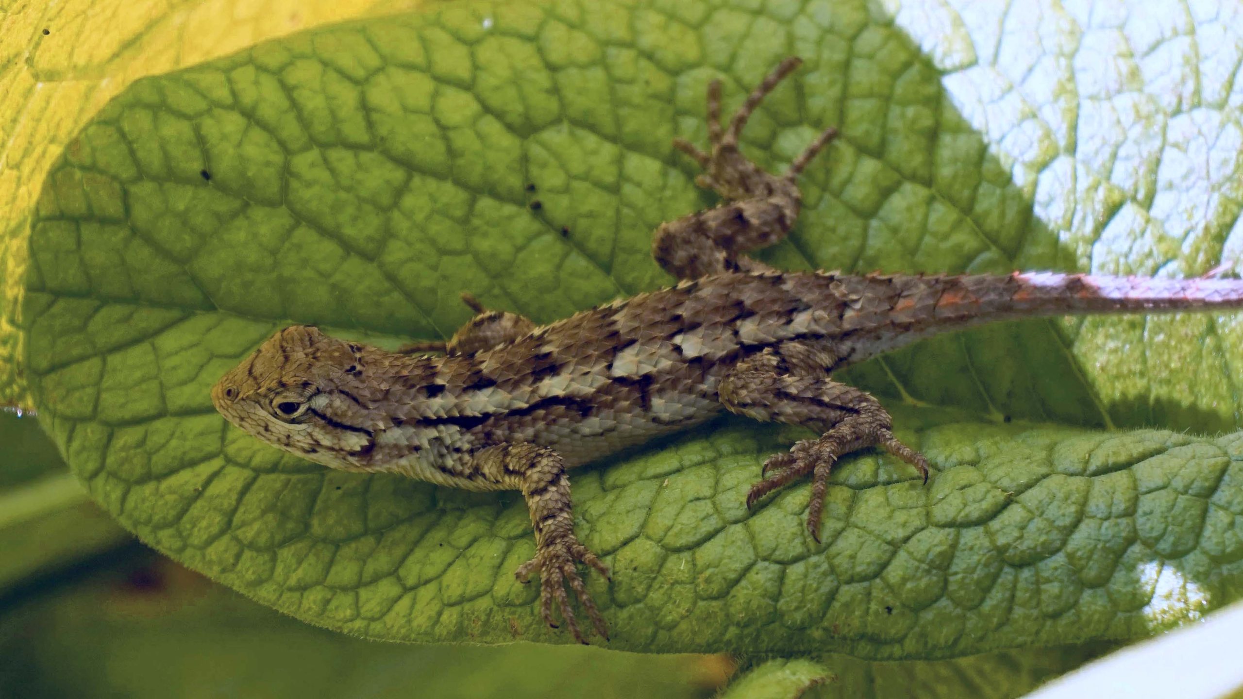 USE Lounge Lizard TS - Centex Cooks